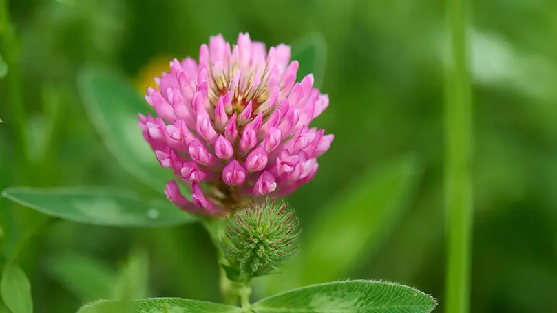Rotklee: Wundermittel gegen Wechseljahres­beschwerden? - PTAheute